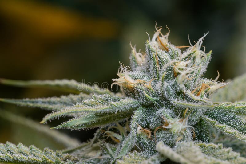 Pianta della marijuana immagine stock. Immagine di legalizzare - 51160787