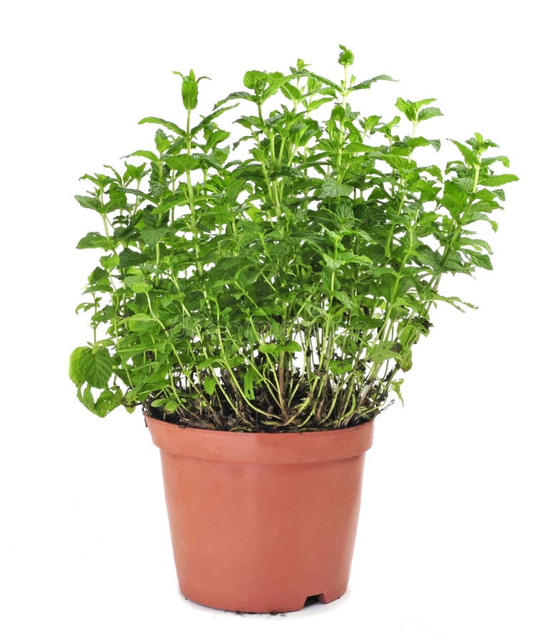 Pianta della menta fotografia stock. Immagine di nave - 34624848