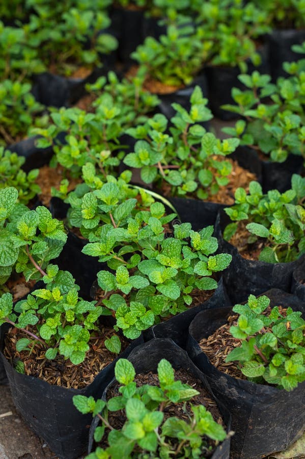 Pianta Della Menta Piperita in Conservato in Vaso Immagine Stock ...