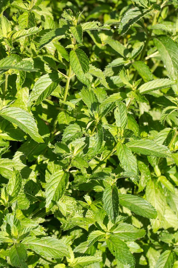 Pianta Della Menta Sviluppata All'orto Immagine Stock - Immagine di ...