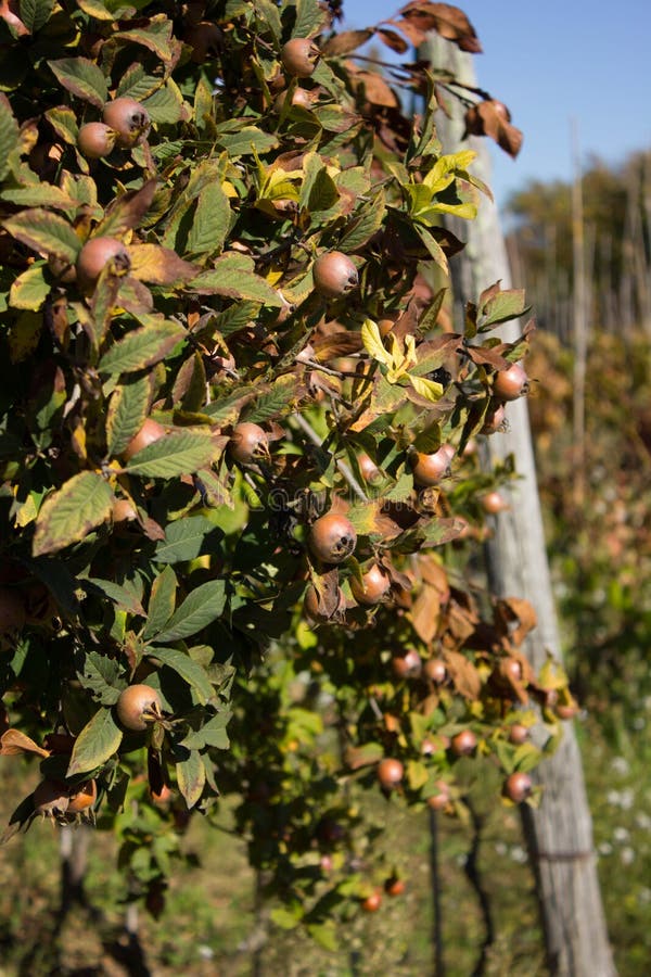 Pianta Della Nespola (mespilus Germanica) Immagine Stock - Immagine di ...