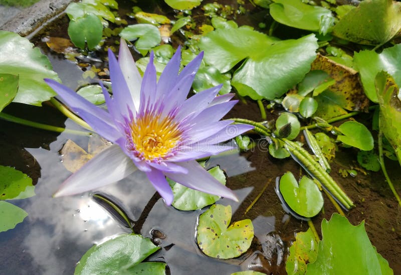 Pianta Della Ninfea Con Un Fiore Viola Immagine Stock - Immagine di ...