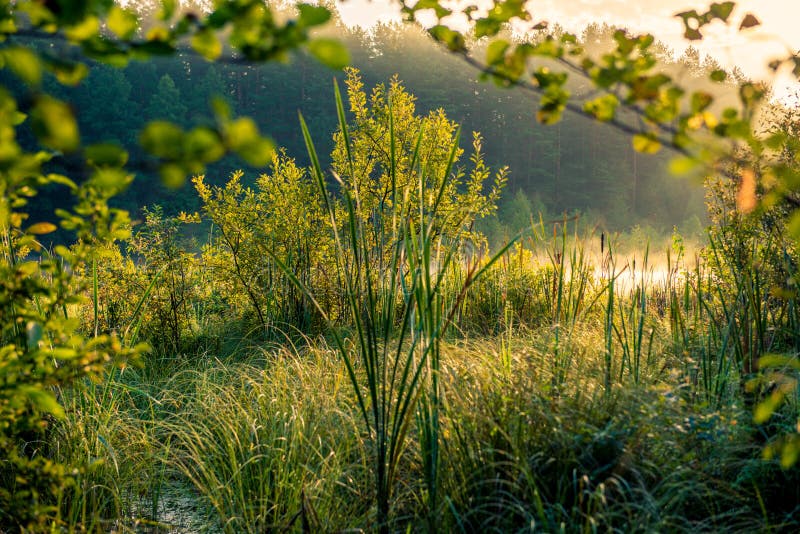 Verde palude immagine stock. Immagine di presto, paesaggio - 77012249