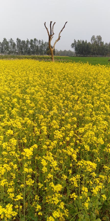 Fioritura Della Pianta Della Senape Fotografia Stock - Immagine di seme ...