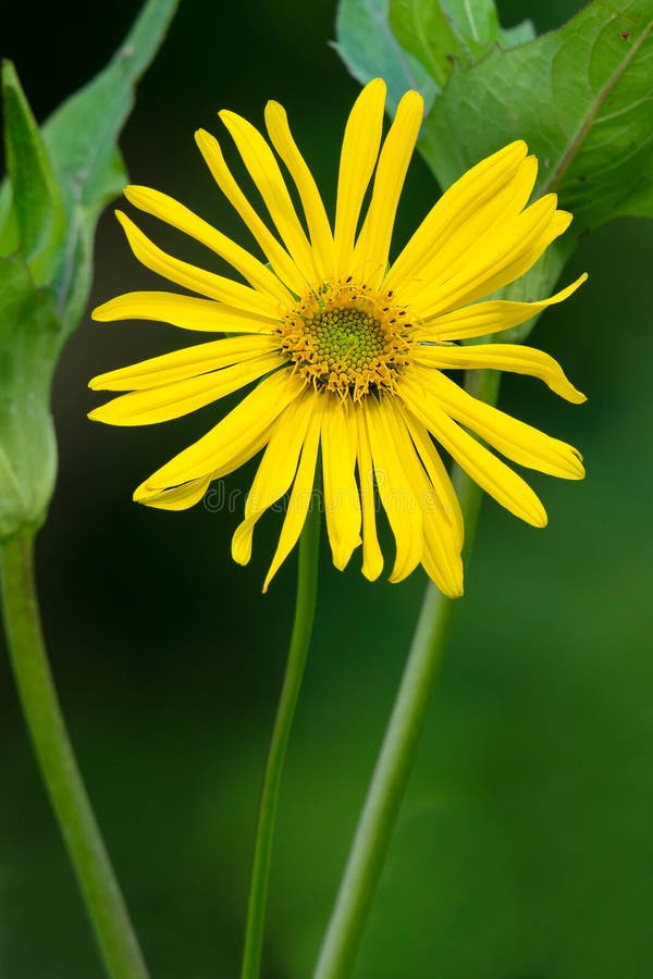 Pianta Della Tazza - Perfoliatum Di Silfio Fotografia Stock - Immagine ...