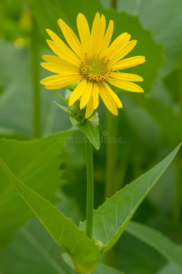 Pianta Della Tazza - Perfoliatum Di Silfio Fotografia Stock - Immagine ...