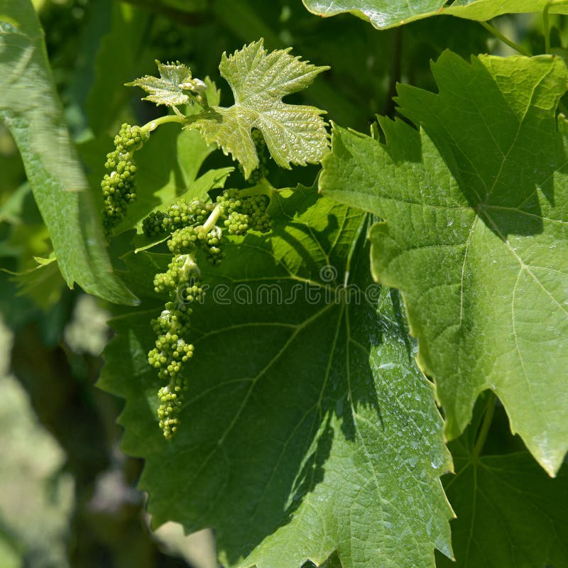 Fiore della vigna fotografia stock. Immagine di vino - 24578496