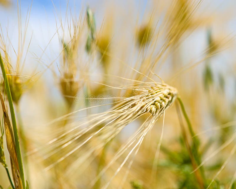 Pianta Delle Orecchie Dell'orzo Contro Il Cielo Blu Fotografia Stock ...