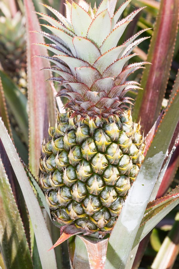 Pianta di ananas immagine stock. Immagine di spremuta - 31422063
