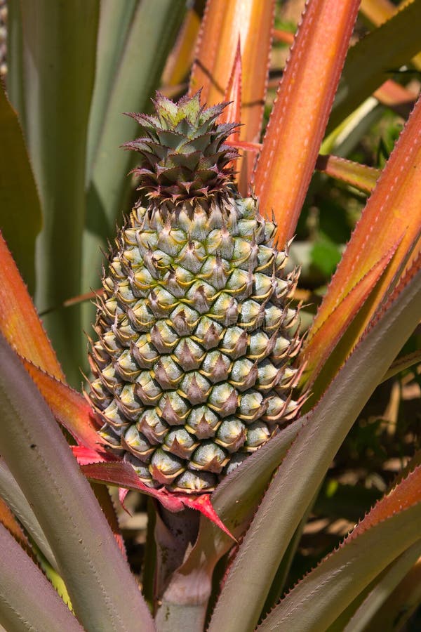 Pianta di ananas immagine stock. Immagine di fogli, sugoso - 32644041