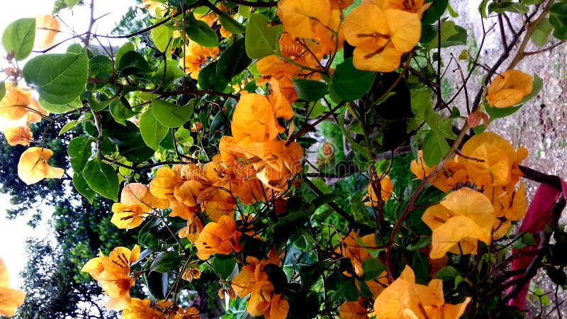 Pianta Di Bougainvillea Lievemente Piccole Foglie Ovale Di Colore Verde ... Pianta Di Bougainvillea Lievemente Piccole Foglie Ovale Di Colore Verde ...