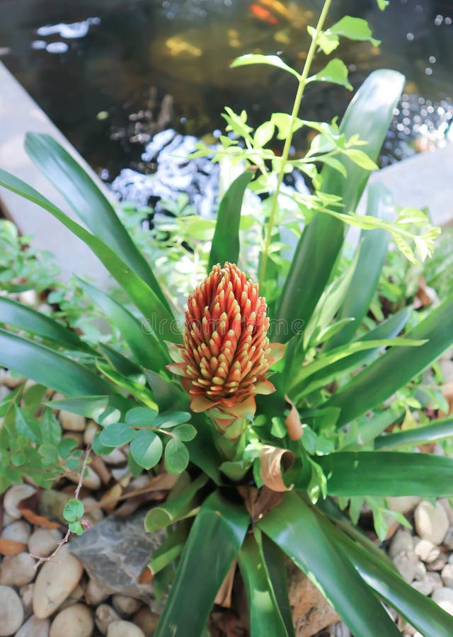 Pianta Di Bromelia O Di Bromeliacea Fotografia Stock - Immagine di rosa ...