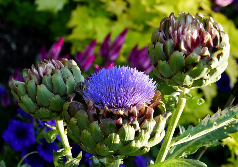 Ape Sul Cardo Selvatico Del Carciofo, Cynara Cardunculus Che Sboccia ...