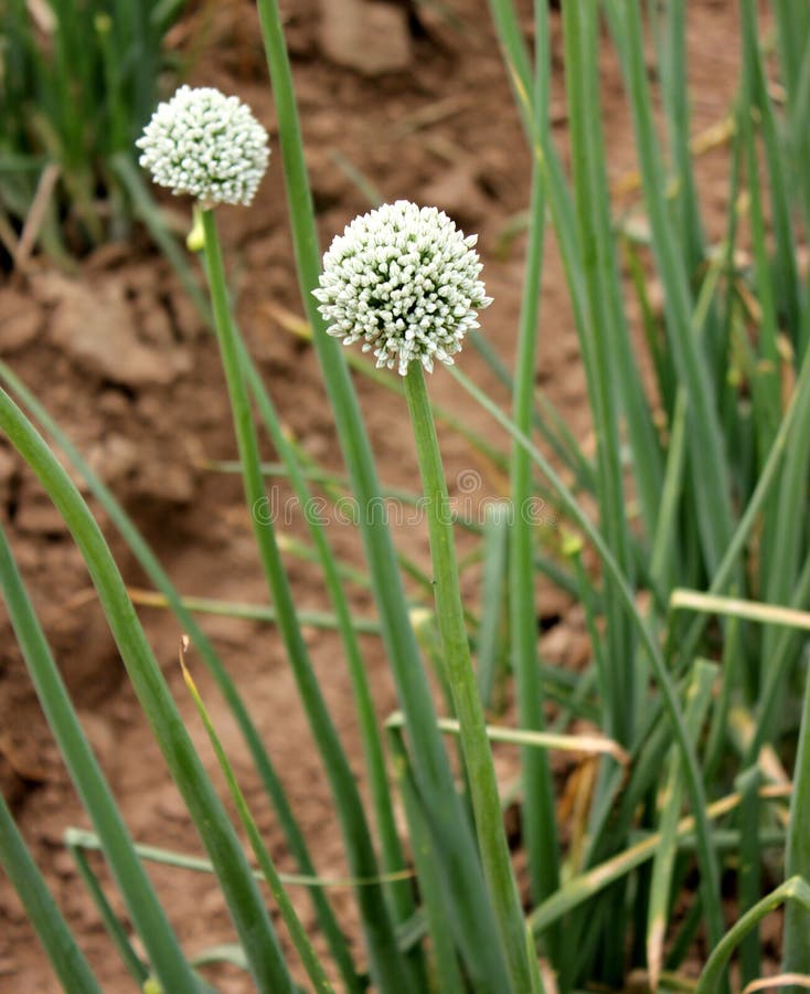 Pianta di cipolla immagine stock. Immagine di lampadina - 38390799