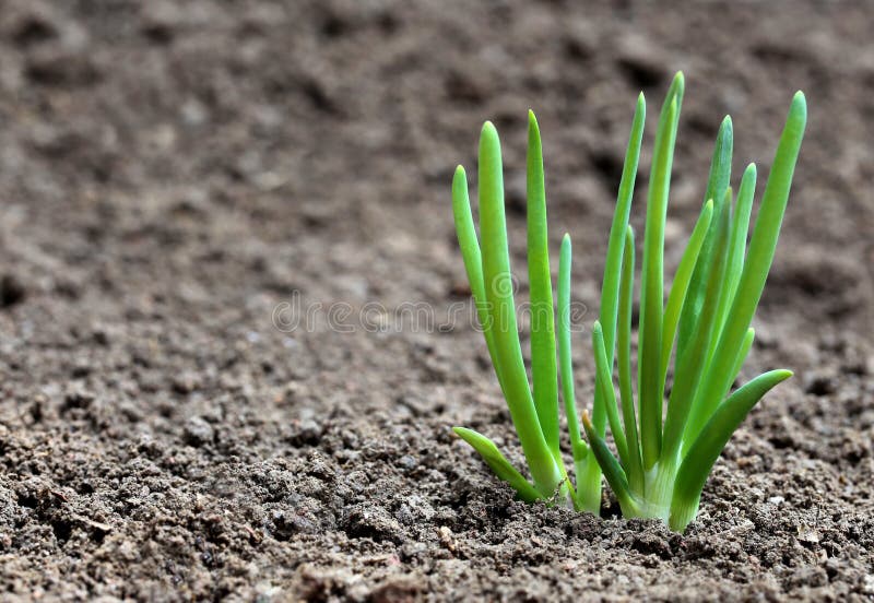 Pianta Di Cipolla Con Radici Fotografia Stock - Immagine di organico ...