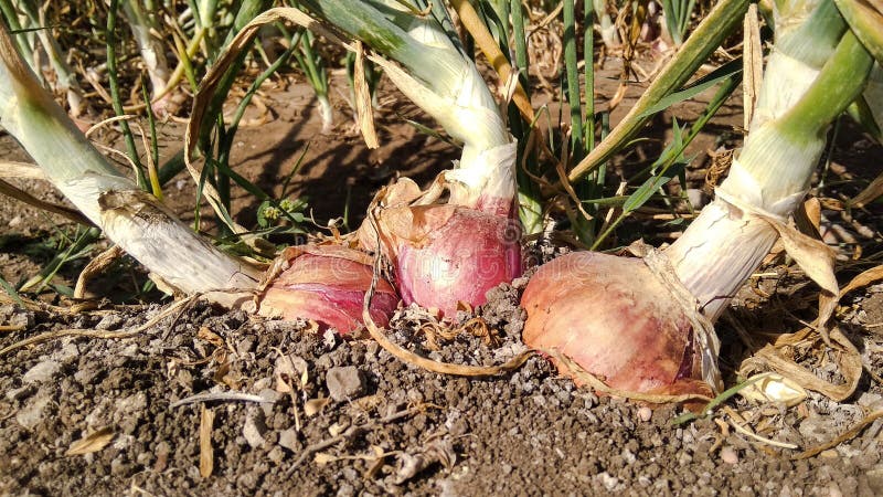 Pianta Di Cipolla Nella Terra Fotografia Stock - Immagine di aromatico ...