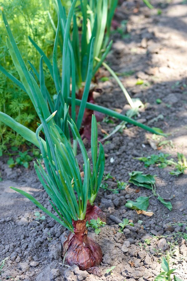 Piantatura Delle Cipolle Rosse Nella Terra In Primavera Immagine Stock ...