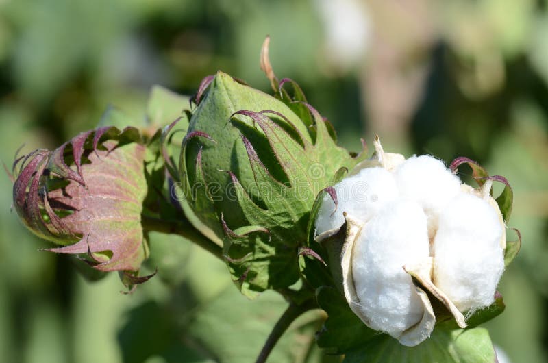 Pianta Di Cotone E Bocciolo Di Cotone Verde Fotografia Stock - Immagine ...