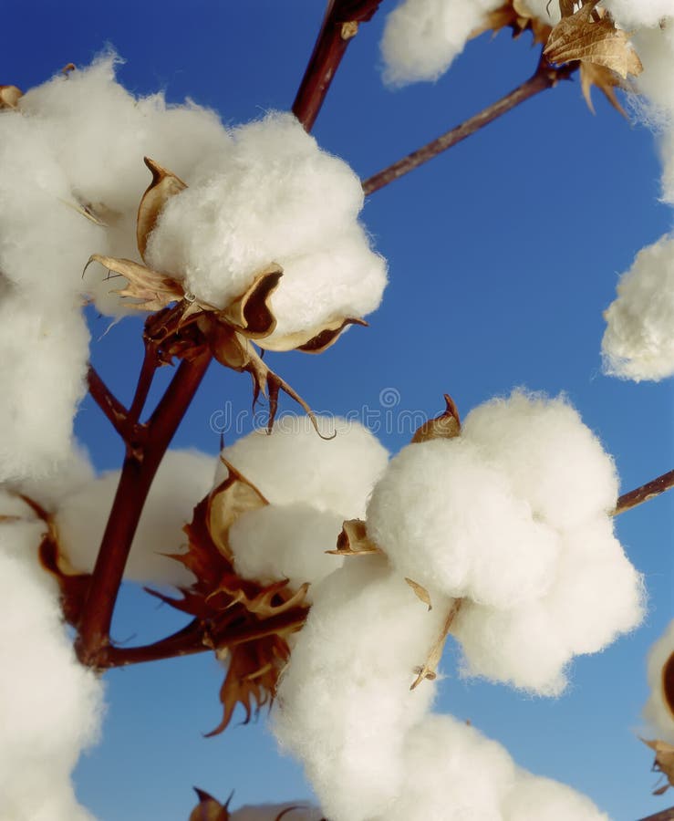 Pianta di cotone fotografia stock. Immagine di germoglio - 16513478
