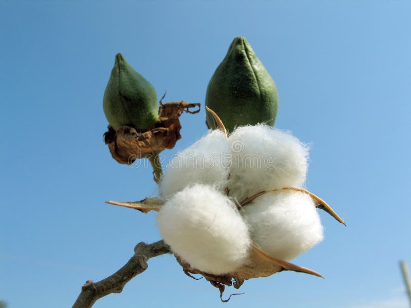 Pianta di cotone immagine stock. Immagine di traversa, podere - 586513