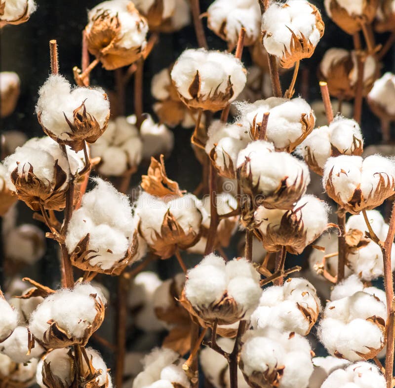 Pianta Di Cotone Con I Germogli Fotografia Stock - Immagine di sfera ...