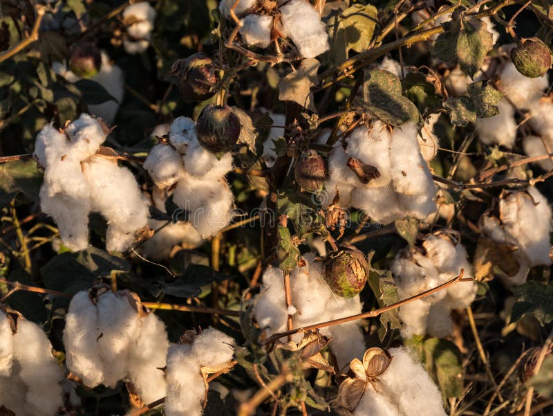 Pianta Di Cotone Nella Valle Del Mohave Fotografia Stock - Immagine di ...