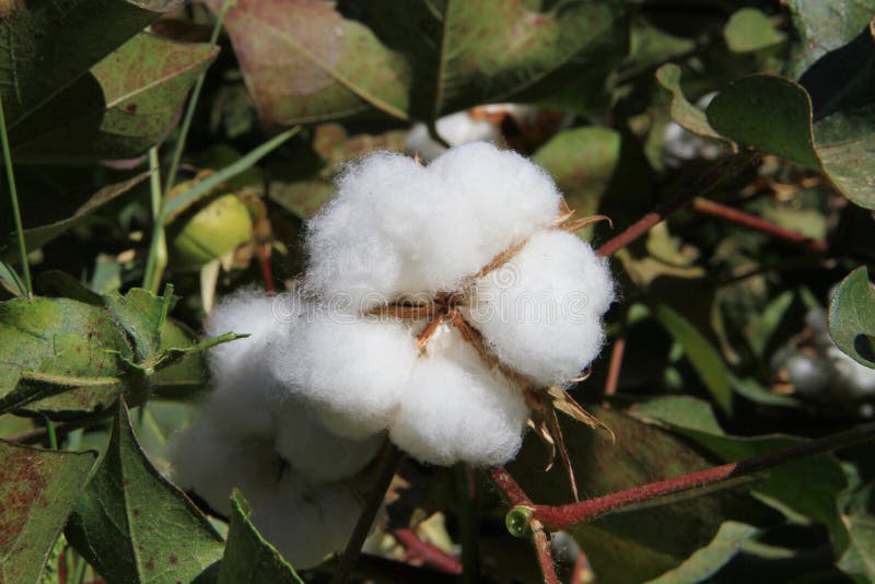 Pianta Di Cotone/particolare Fotografia Stock - Immagine di sviluppisi ...