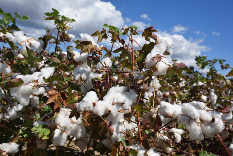 Pianta Di Cotone Pronta Per Il Raccolto Immagine Stock - Immagine di ...