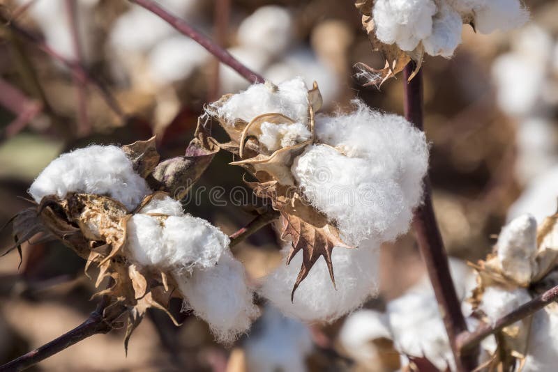 Fiore Del Cotone, Pianta Di Cotone, Germoglio Del Cotone Fotografia ...