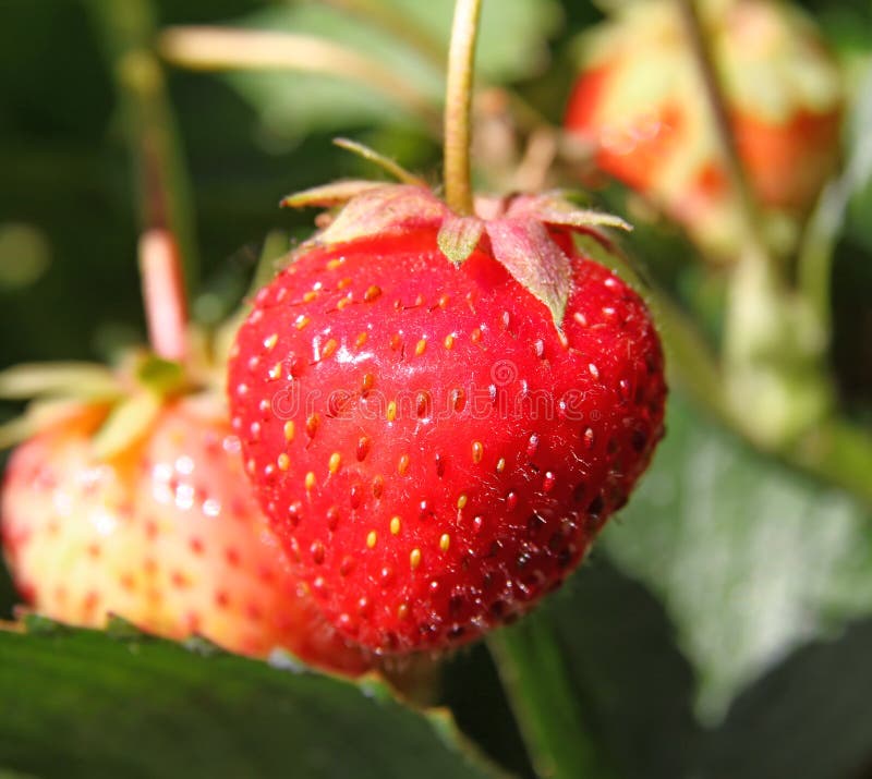 Pianta di fragola fotografia stock. Immagine di frutta - 25479576