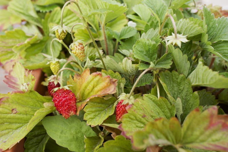 Pianta di fragola fotografia stock. Immagine di pianta - 23203092