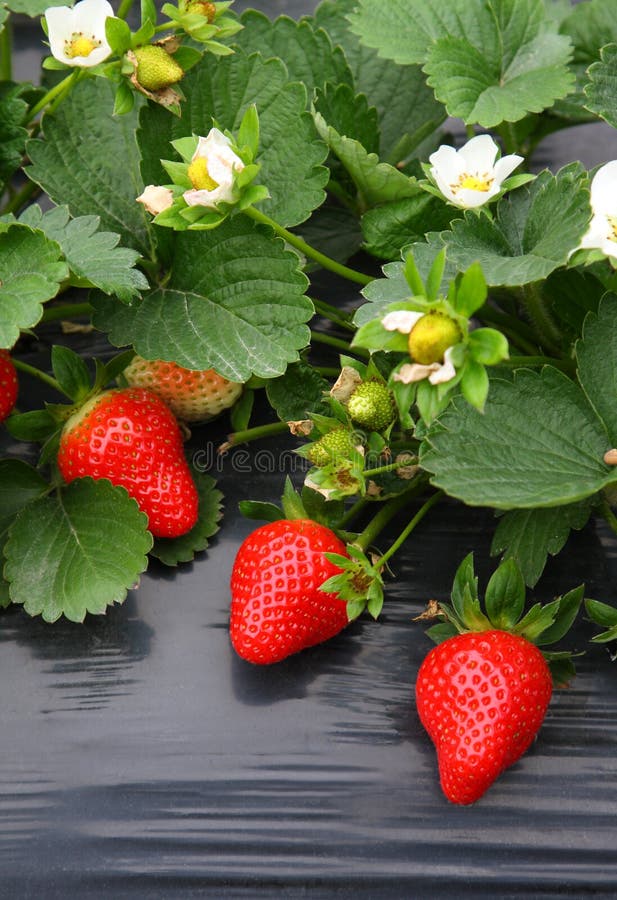 Pianta di fragola fotografia stock. Immagine di frutta - 25479576