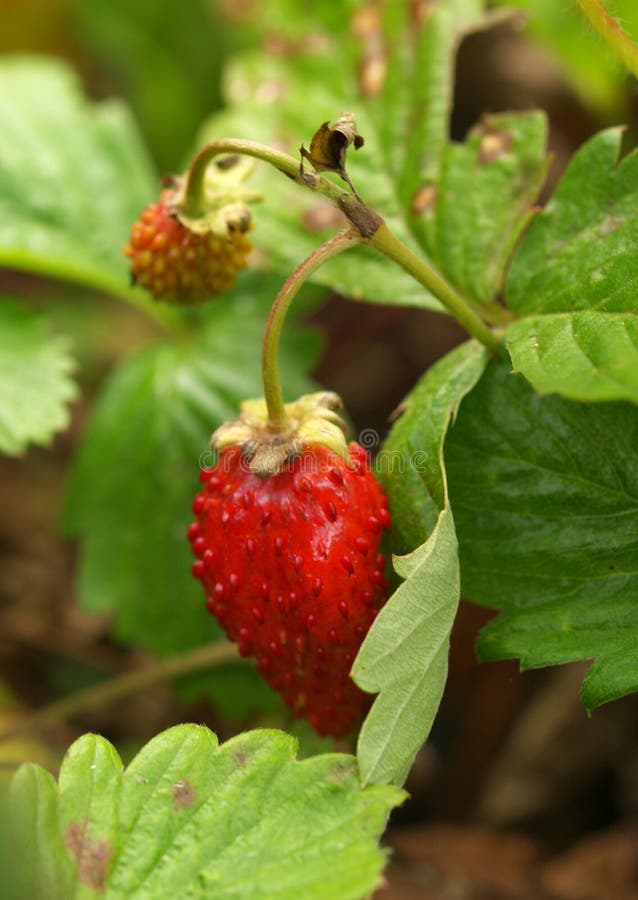 Pianta di fragola immagine stock. Immagine di seme, macro - 6662185