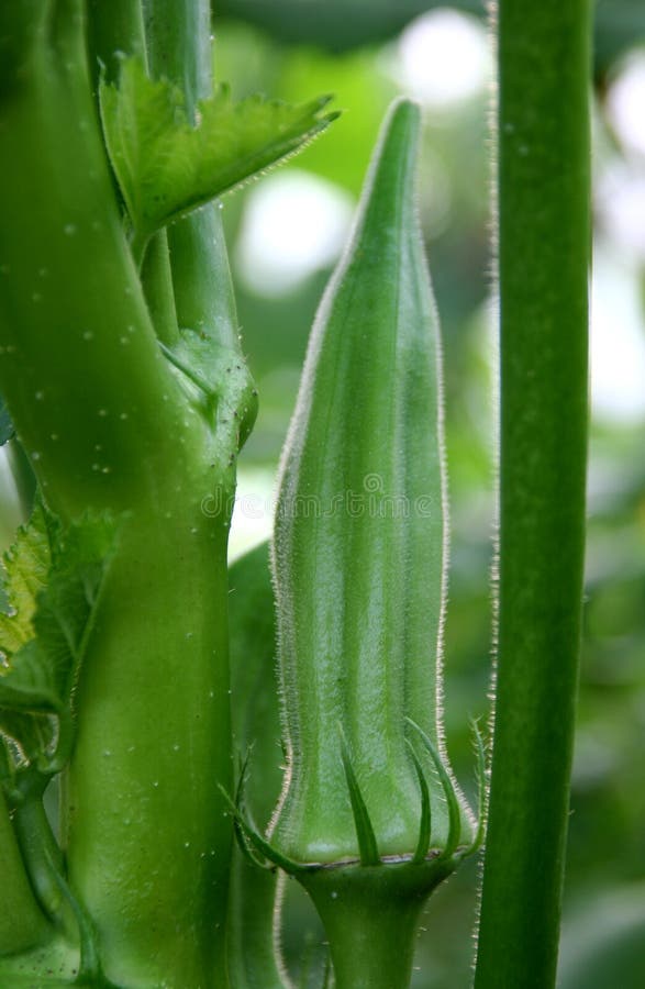 Gambo Di Verdure Della Pianta Del Gombo Acerbo Immagine Stock ...