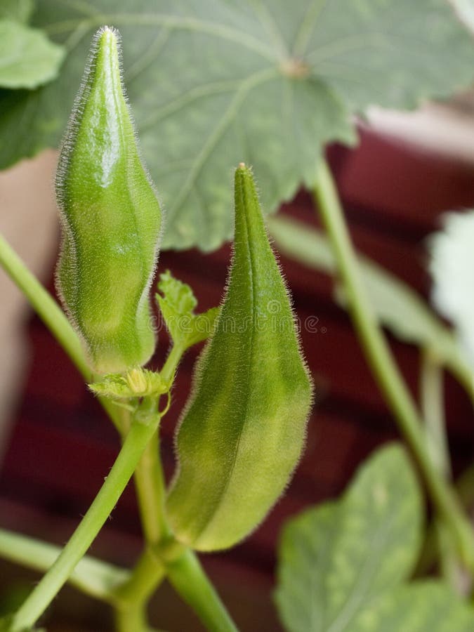 Pianta di gombo fotografia stock. Immagine di giardinaggio - 5566666