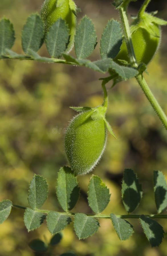 Pianta di lenticchia fotografia stock. Immagine di sfondo - 64997038