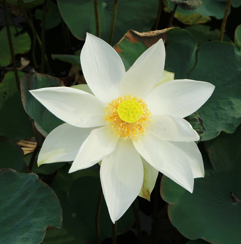 Foglia di loto nell'acqua fotografia stock. Immagine di pianta - 168809020