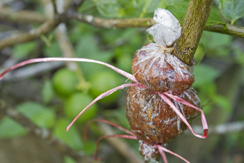 Pianta di margotta fotografia stock. Immagine di albero - 33636454