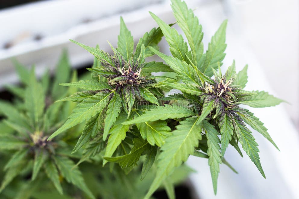 Pianta Di Marijuana Della Cannabis Fotografia Stock - Immagine di ...