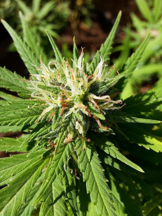 Pianta Di Marijuana O Della Cannabis Immagine Stock - Immagine di ...