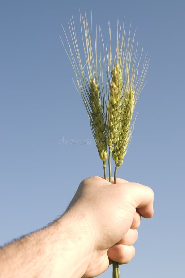 Pianta di orzo disponibila fotografia stock. Immagine di erbaccia ...