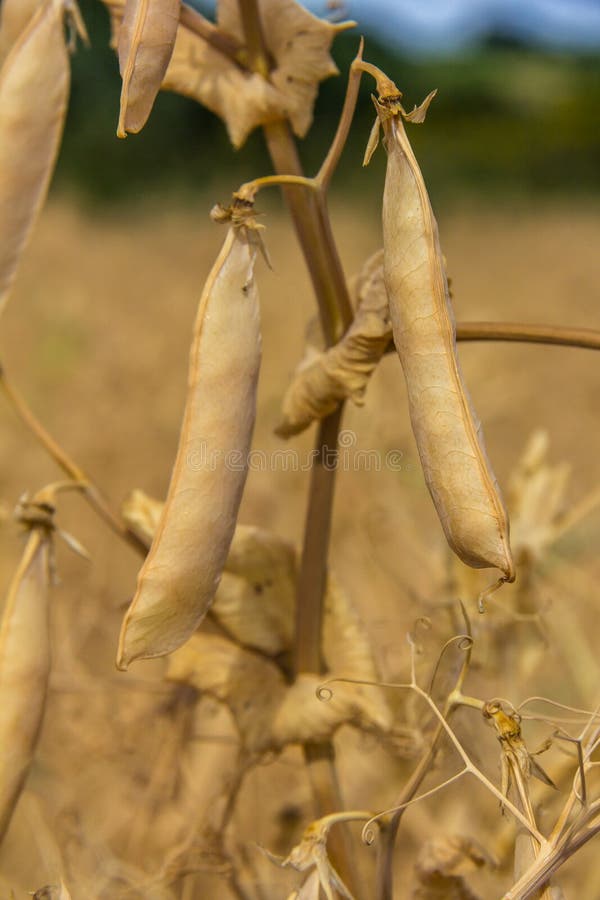 Pianta di piselli gialli fotografia stock. Immagine di cece - 96422434