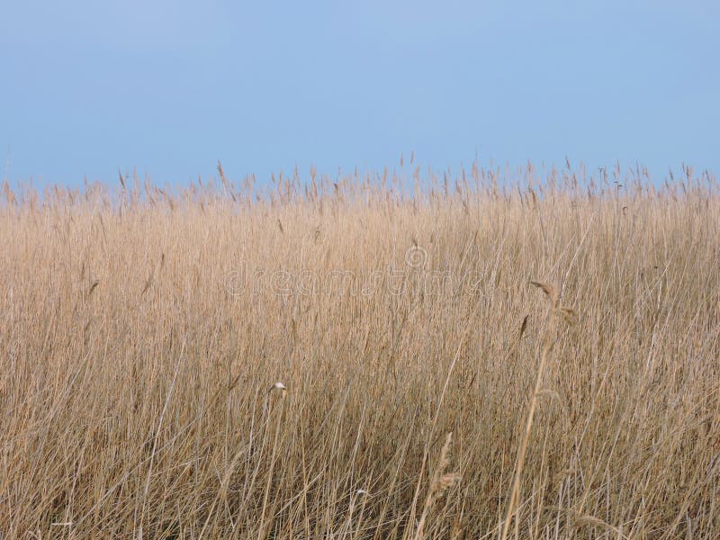 Pianta di Reed fotografia stock. Immagine di latta, nave - 53882574