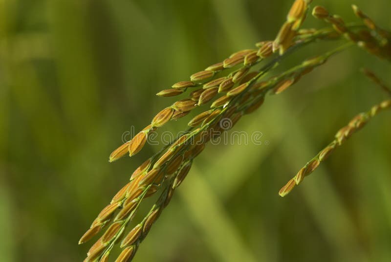 Pianta di riso immagine stock. Immagine di gambo, prodotto - 5152869