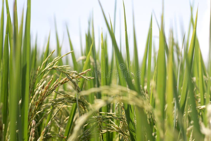 Pianta di riso immagine stock. Immagine di seme, stagione - 61206017