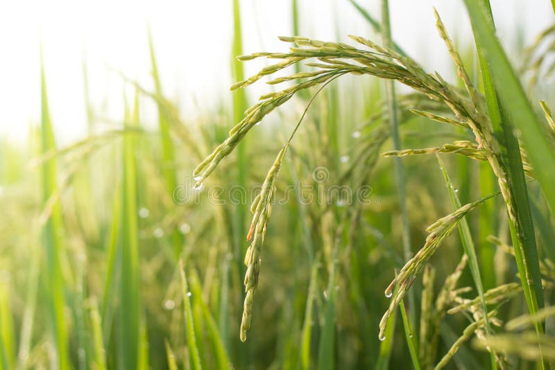 Pianta di riso fotografia stock. Immagine di raccolta - 61206078