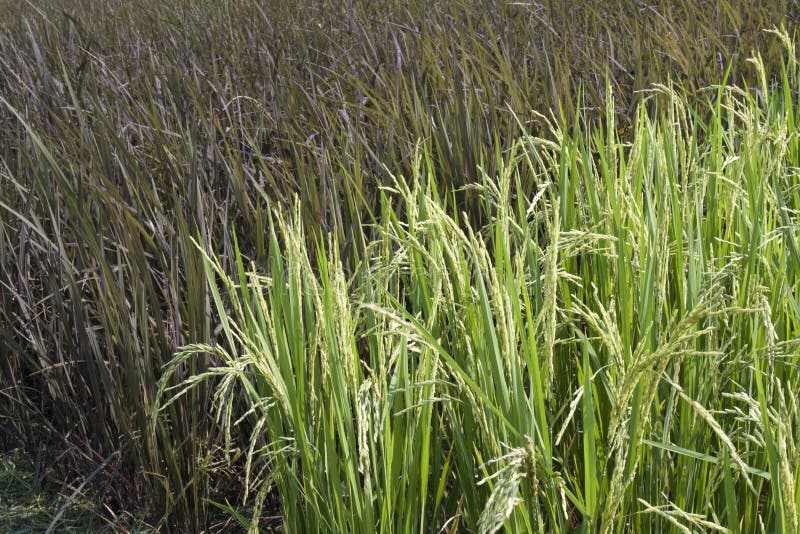 Pianta Di Riso in Bianco E Nero Immagine Stock - Immagine di campo ...