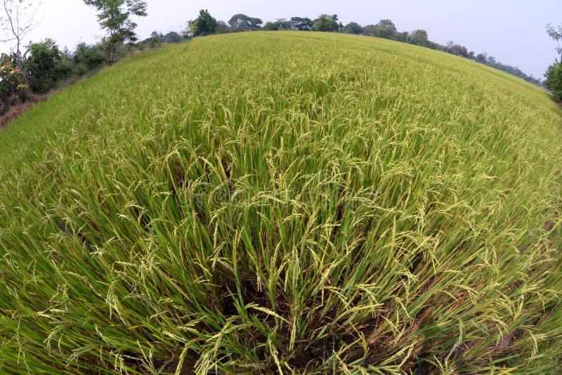 Pianta Di Riso Nella Risaia Immagine Stock - Immagine di bellezza ...