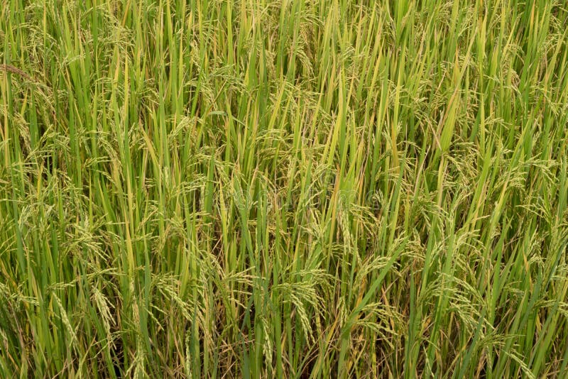 Pianta Di Riso Nella Risaia Fotografia Stock - Immagine di asia, riso ...