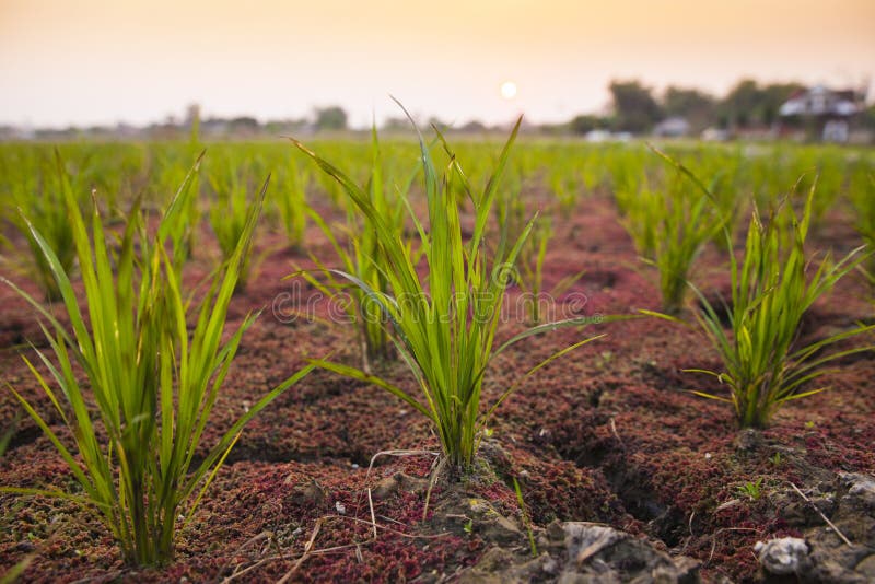 Pianta Di Riso Sulla Risaia Immagine Stock - Immagine di verde ...